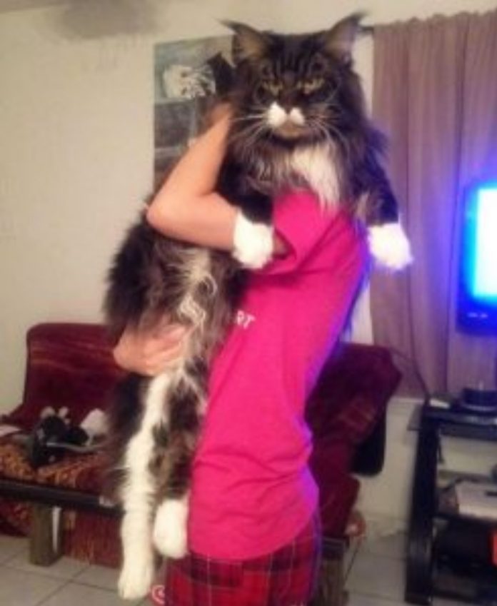 Verdens største katter er også verdens søteste! Kunne du tenkt deg å ...